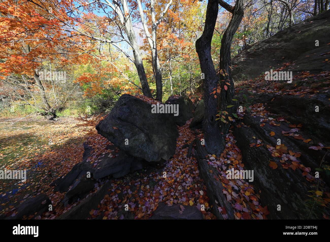 Leave covered rocks along the Ramble in Central Park, New York City ...