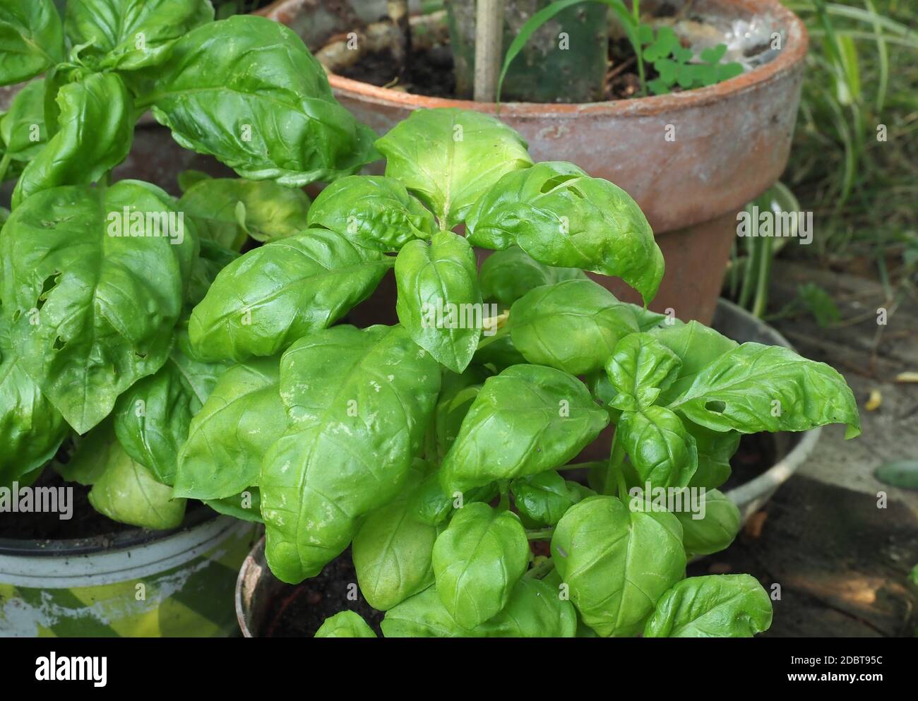 basil aka Thai basil or sweet basil plant (scientific name Ocimum ...