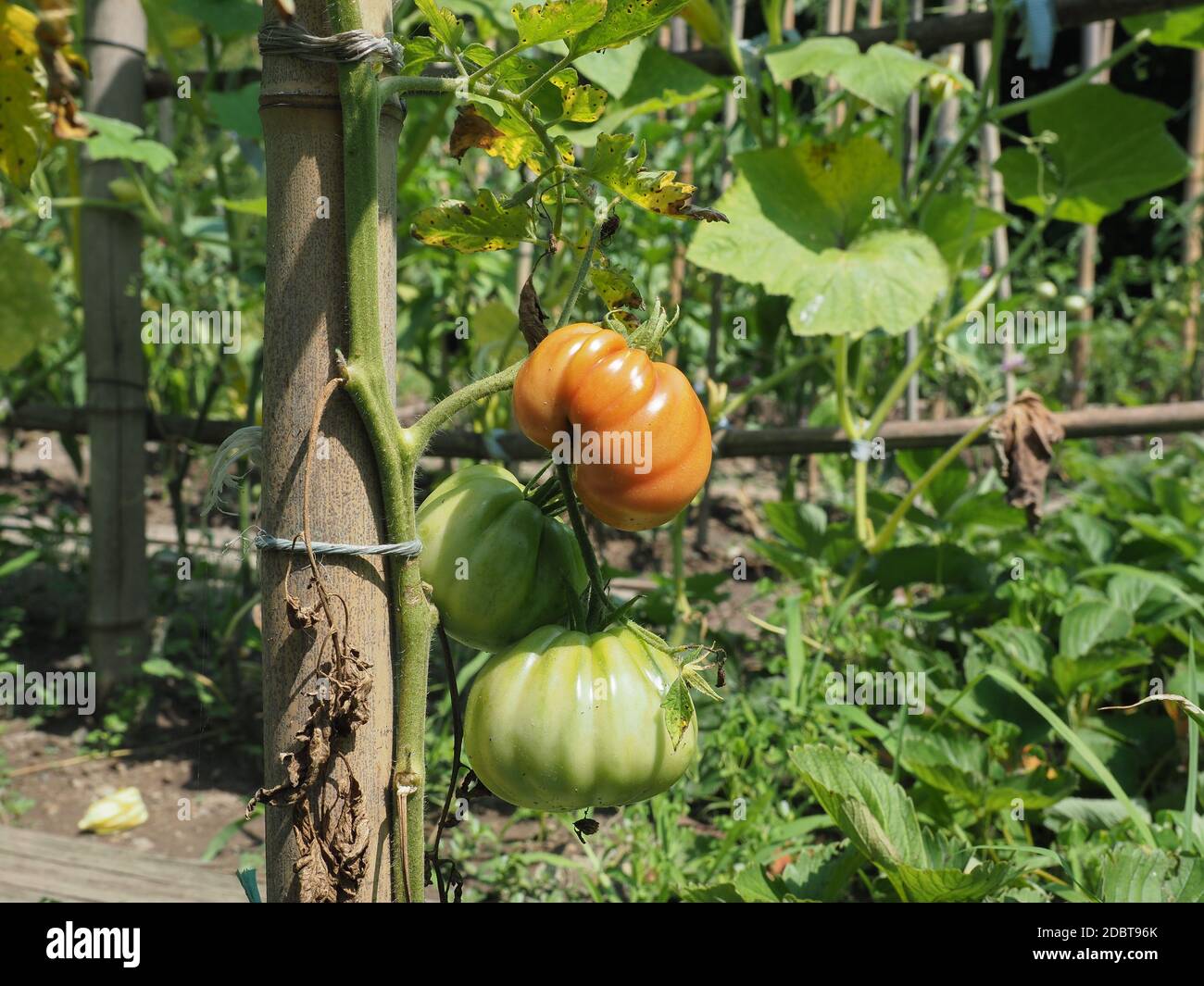 tomato plant in a vegetable garden (aka vegetable patch or plot Stock ...