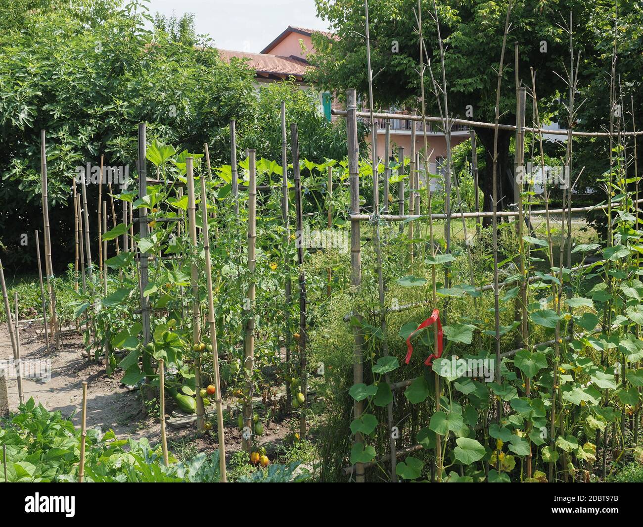 vegetable garden (aka vegetable patch or plot) with many plants ...