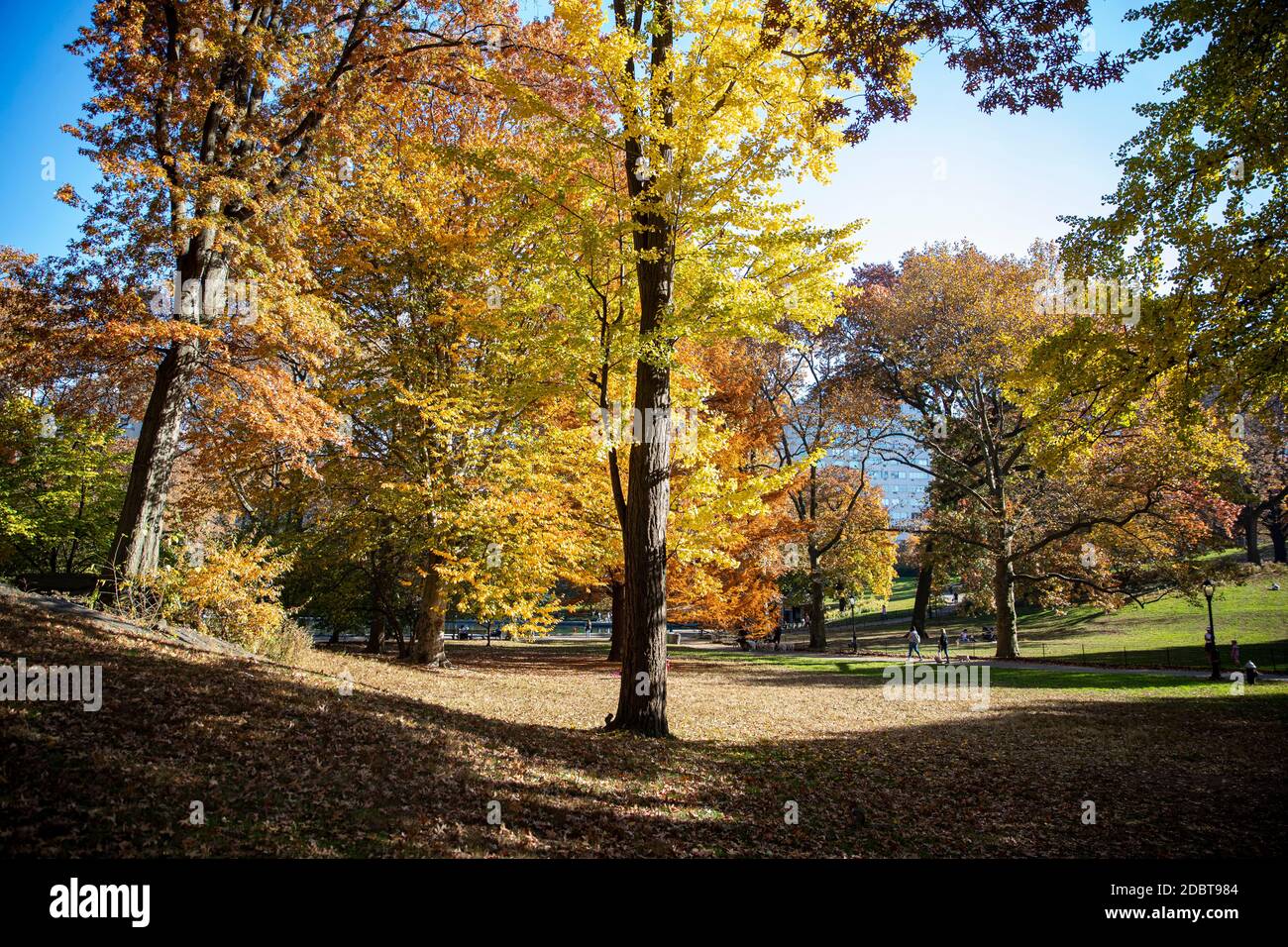 The colorful trees along the East Green in Central Park, New York City ...
