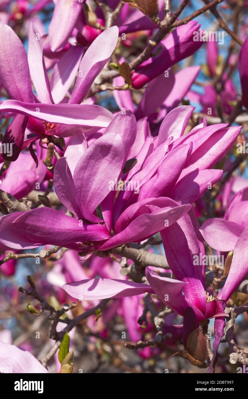Ann magnolia (Magnolia x Ann). Hybrid between Magnolia liliiflora and ...