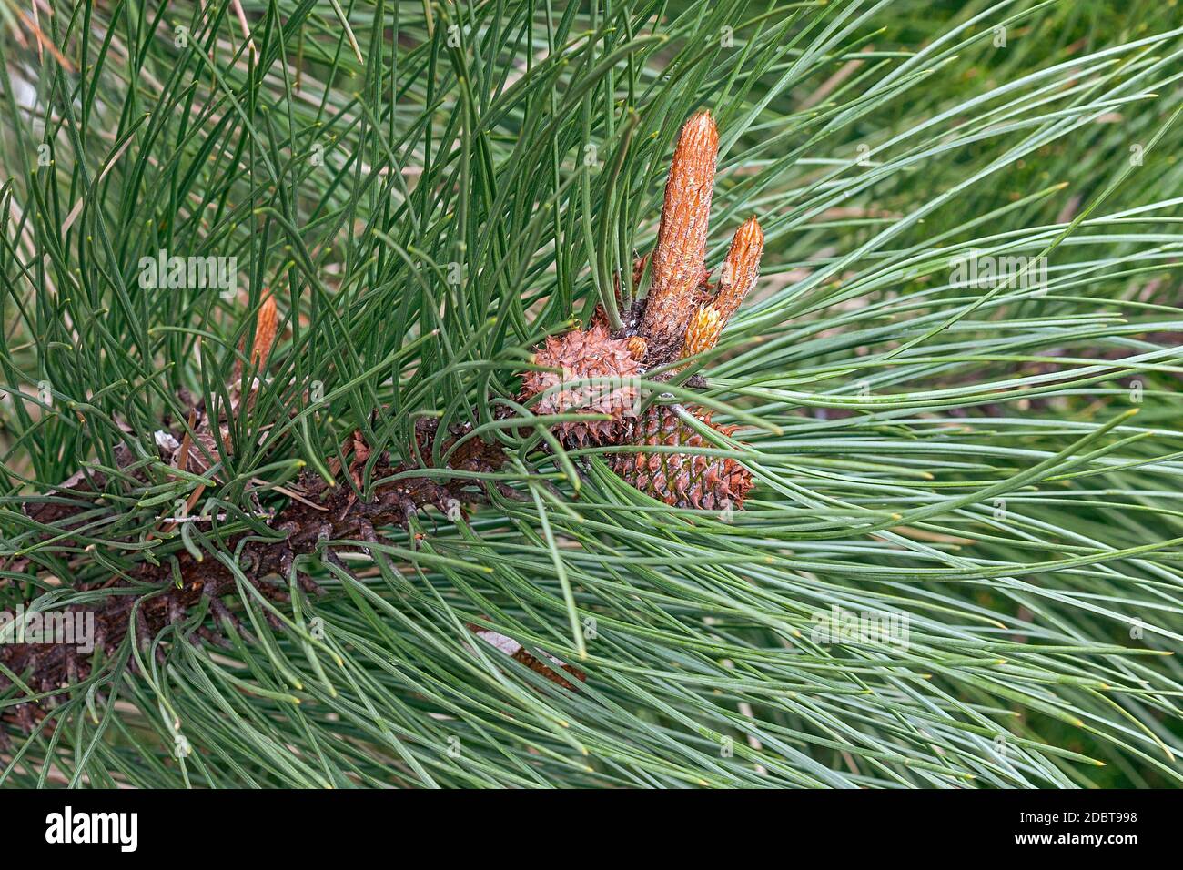 Ponderosa pine (Pinus ponderosa). Called Bull Pine, Blackjack Pine and ...