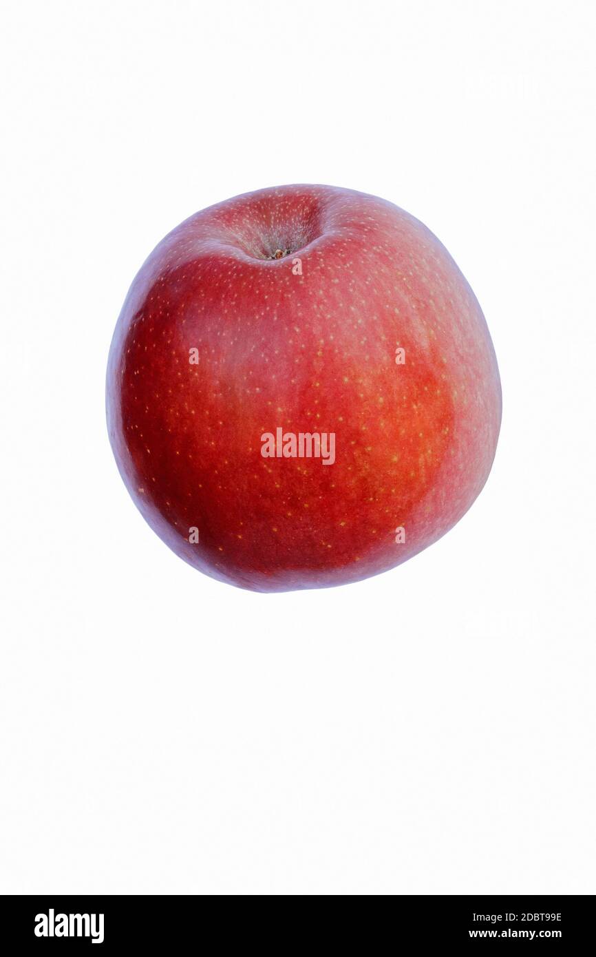 Fuji apple (Malus domestica Fuji). Hybrid between Red Delicius and ...