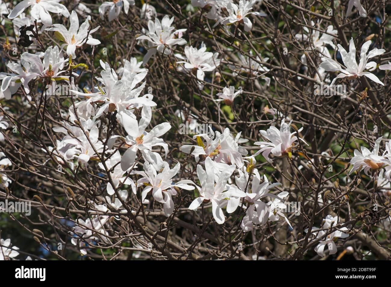 Star magnolia (Magnolia stellata). Another scientific name is Magnolia ...