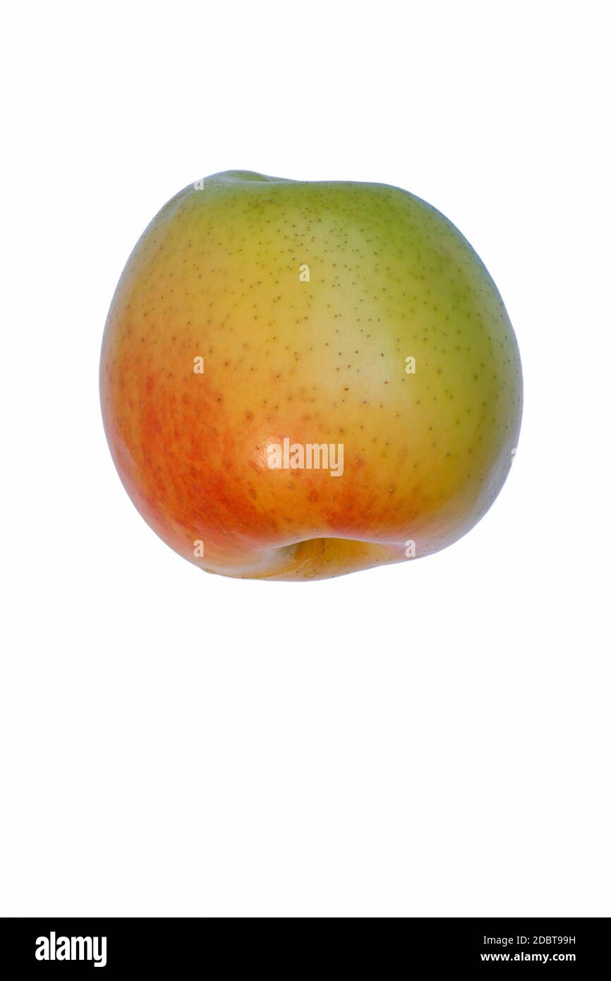 Ginger gold apple (Malus domestica Ginger Gold). Hybrid between Golden ...