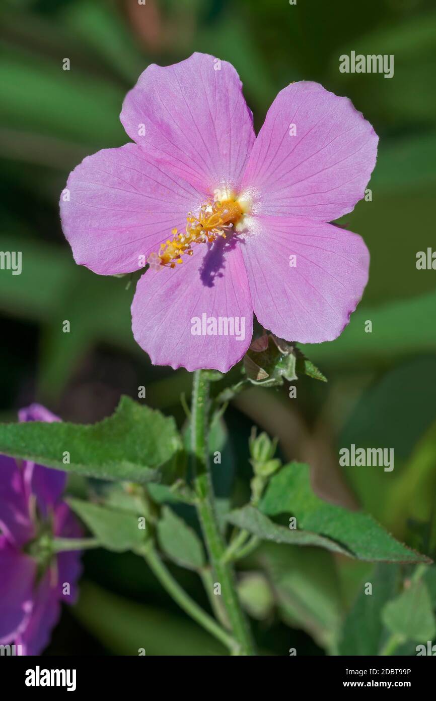 Seashore mallow (Kosteletzkya virginica). Called Sweet weed, Virginia ...