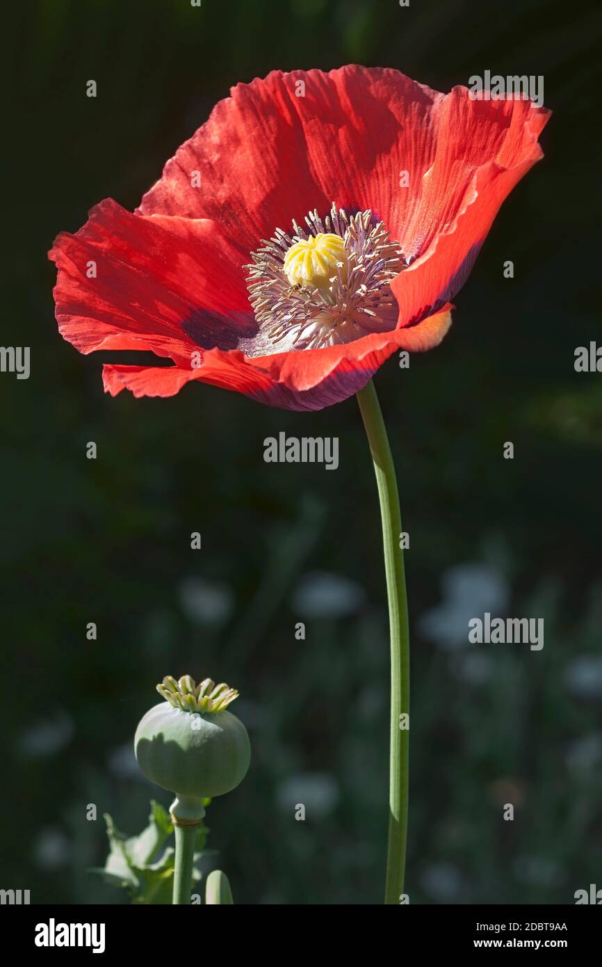 Opium poppy (Papaver somniferum). Called Garden poppy also. Another ...