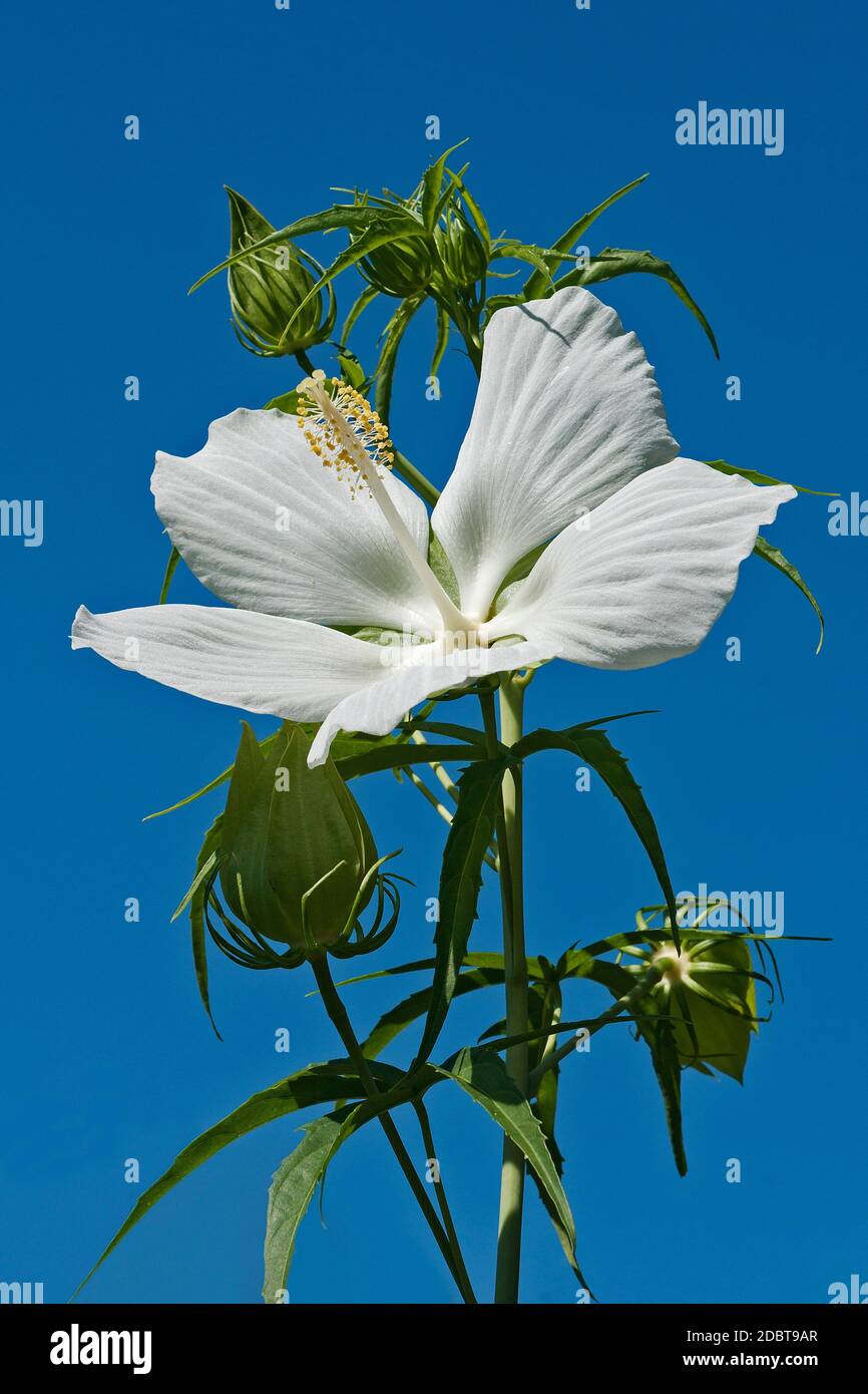 Scarlet rose mallow (Hibiscus coccineus). Called Texas star, Brilliant ...