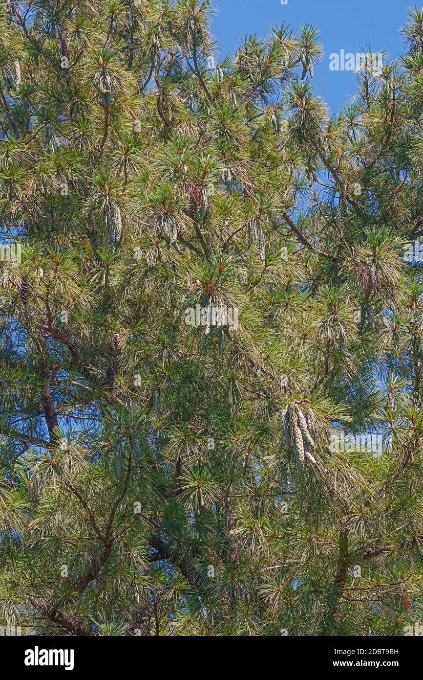 Bhutan pine (Pinus wallichiana). Called Blue Pine, Himalayan Pine and ...