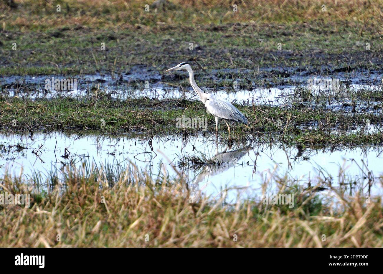 Great Egret in Mahango Park in Namibia Stock Photo - Alamy