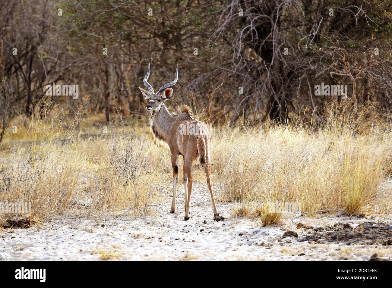 Kudu in Mahango Park in Namibia Stock Photo - Alamy