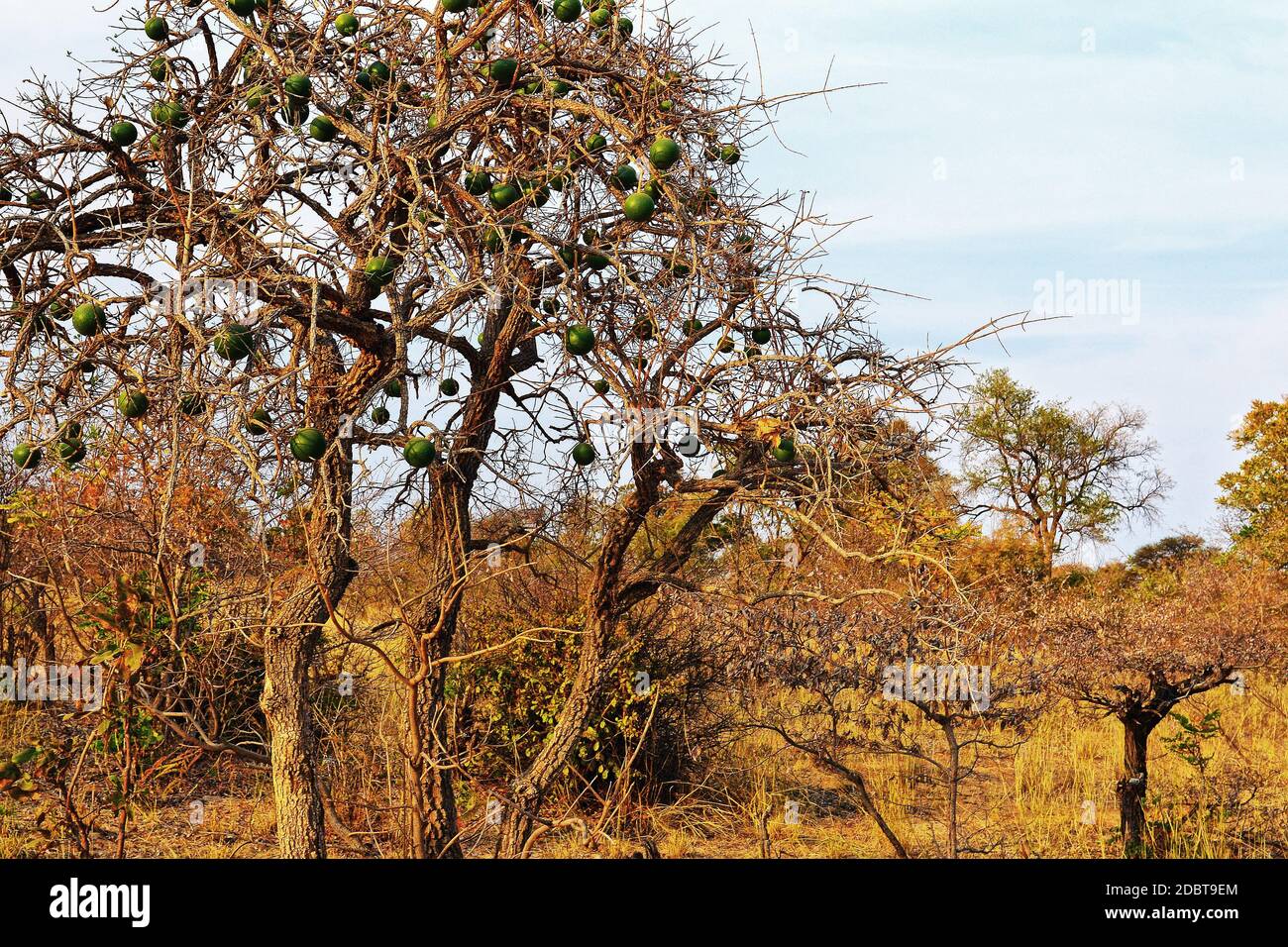 Sclerocarya birrea hi-res stock photography and images - Alamy