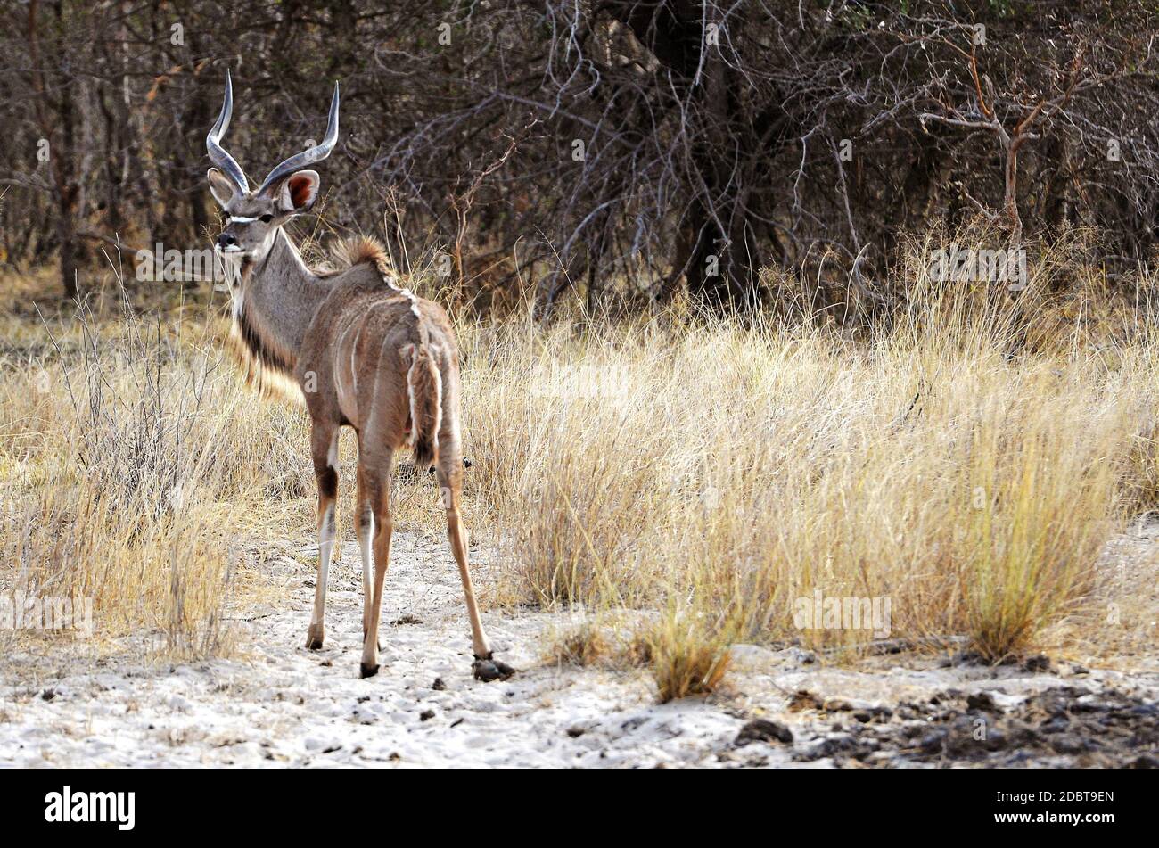 Kudu in Mahango Park in Namibia Stock Photo - Alamy