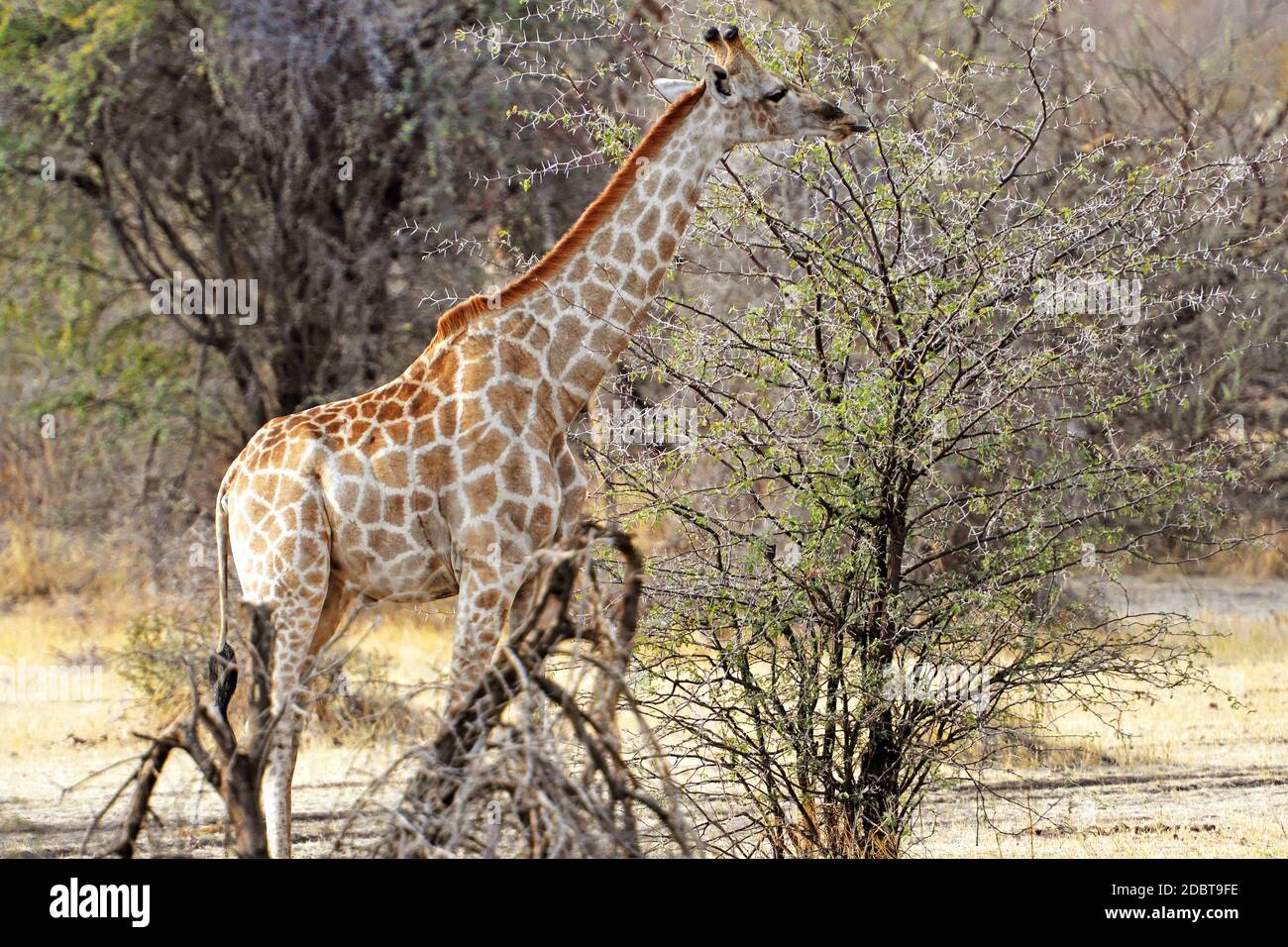 Giraffes ingesting food in Mahango Park in Namibia Stock Photo - Alamy