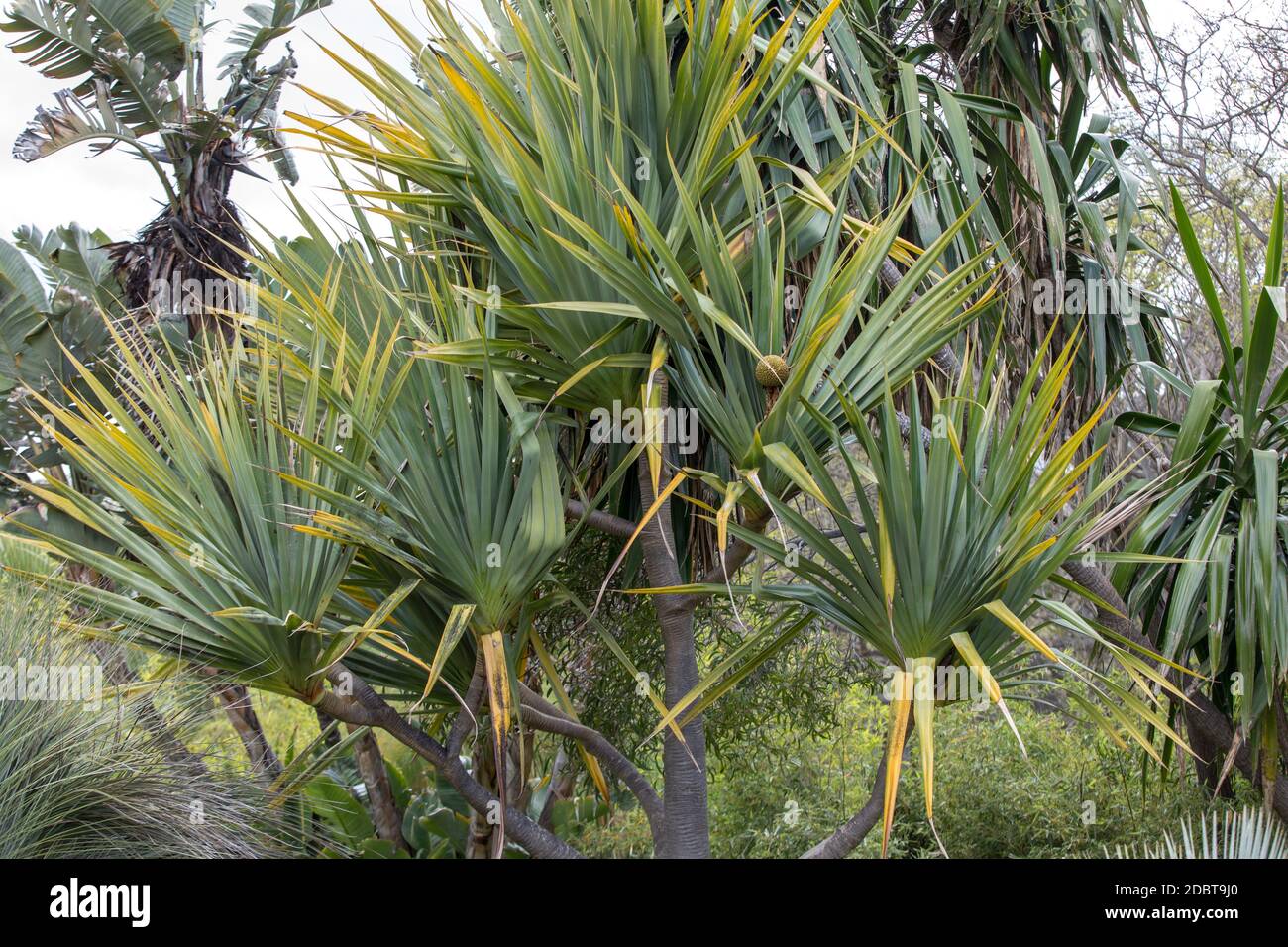 Three branches of a Dragon tree also known as Dracaena draco or Drago ...