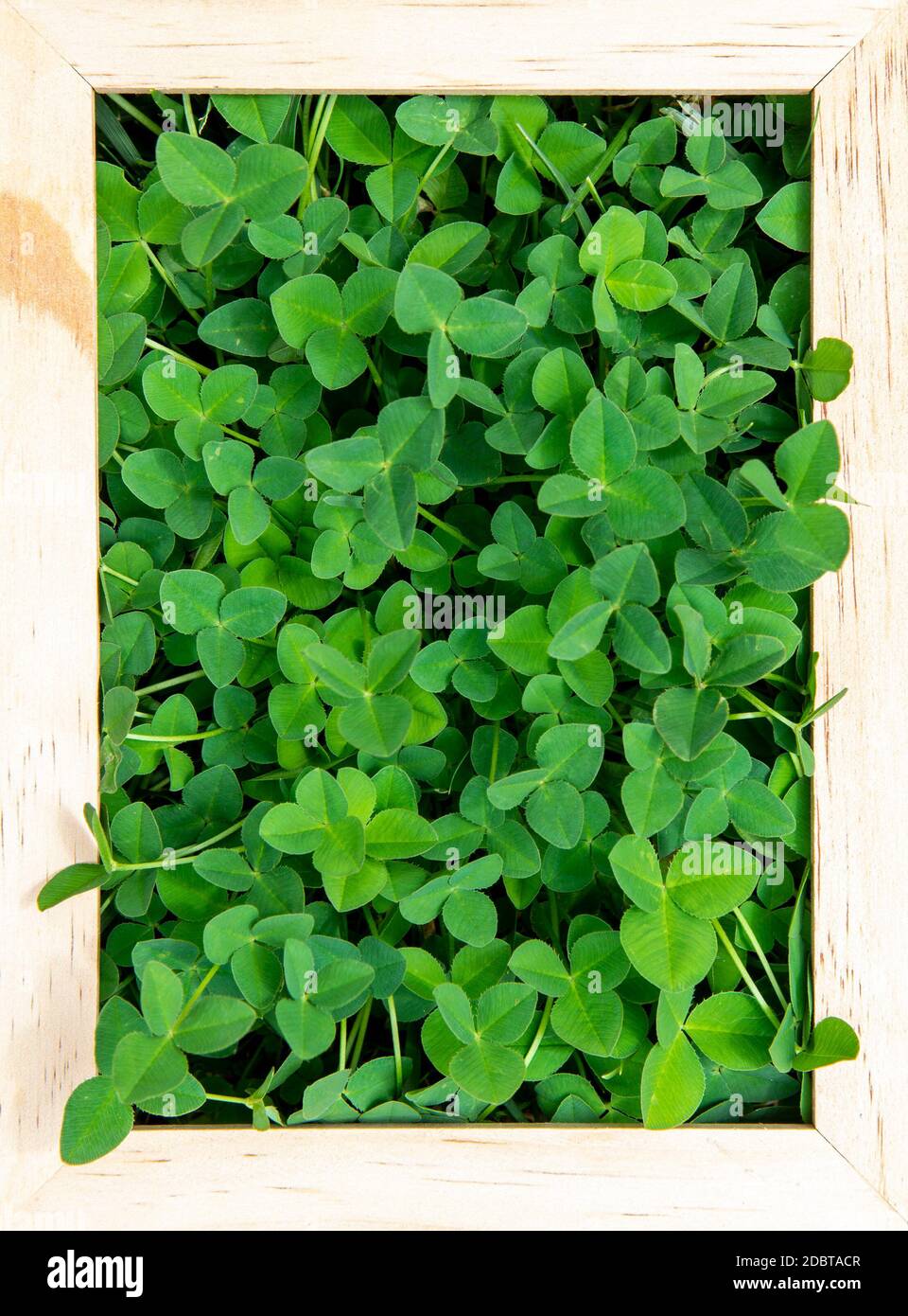 Vibrant, natural clover in a vertical, wooden frame Stock Photo - Alamy