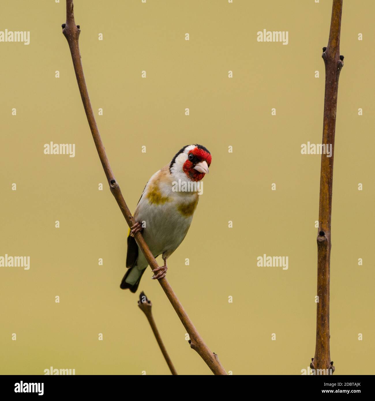 Goldfinch bird hi-res stock photography and images - Alamy