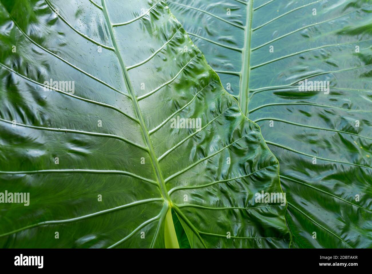 Giant taro plant hi-res stock photography and images - Alamy