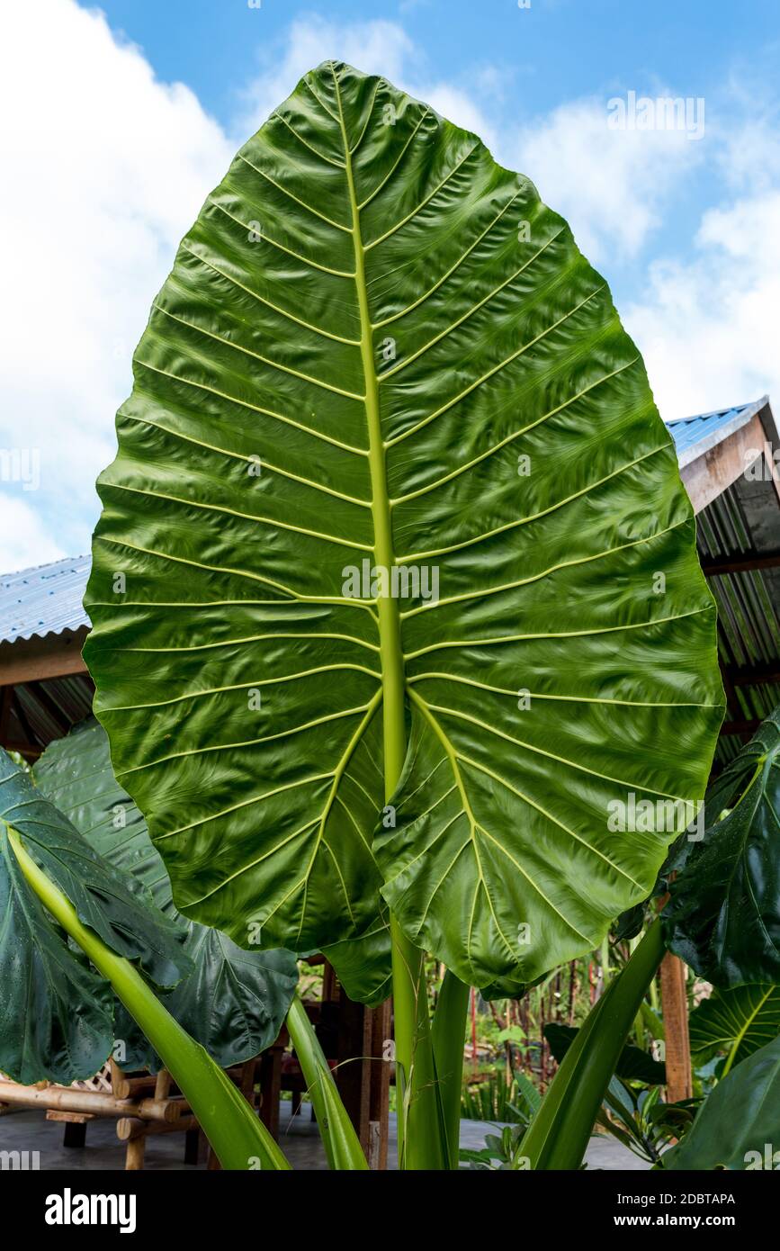 Elephant ears stalk hi-res stock photography and images - Alamy
