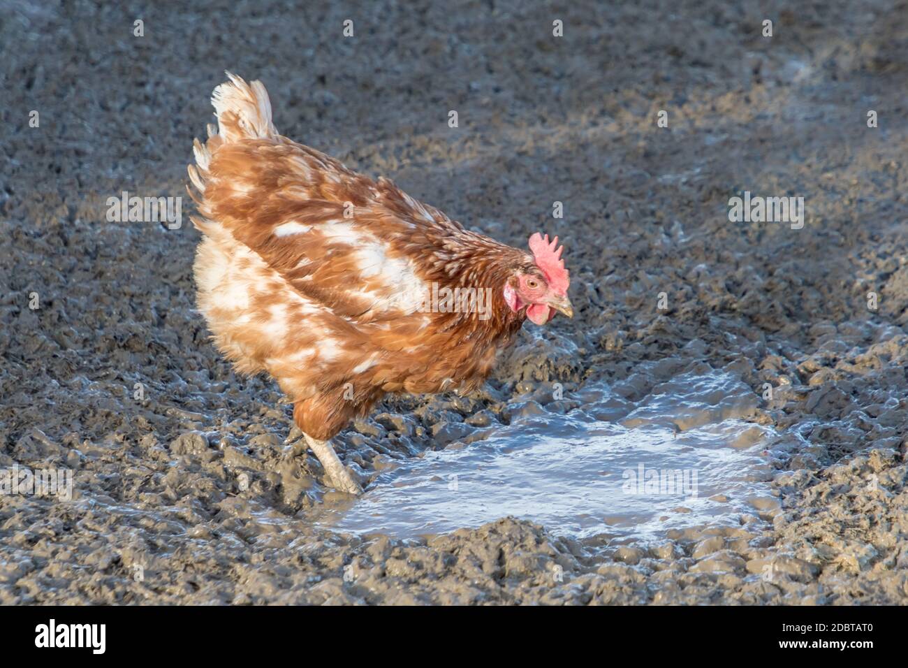 Rural agriculture scene with free happy hen outdoor. Ecological animal ...