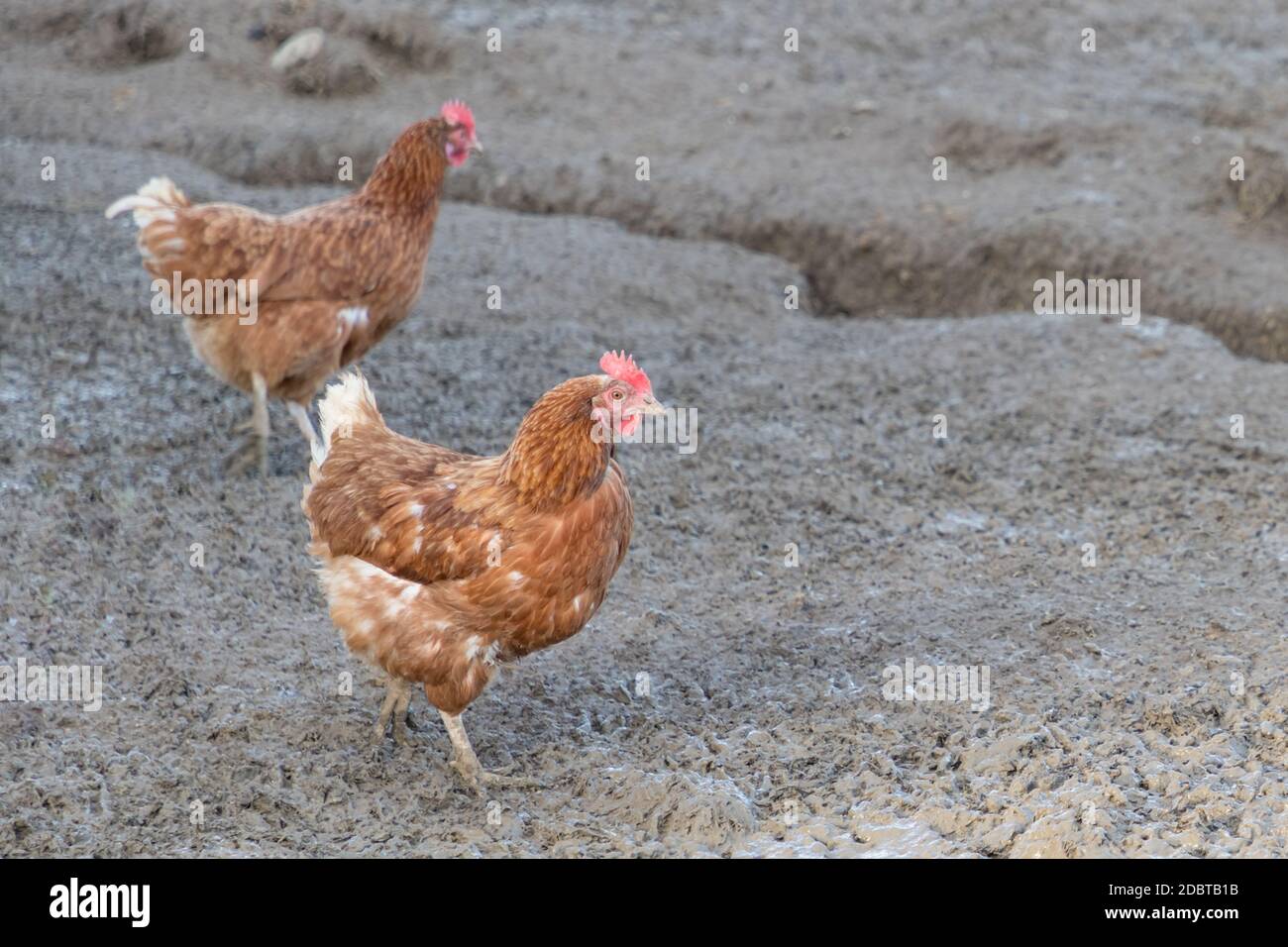 Rural agriculture scene with free happy hens outdoor. Ecological animal ...