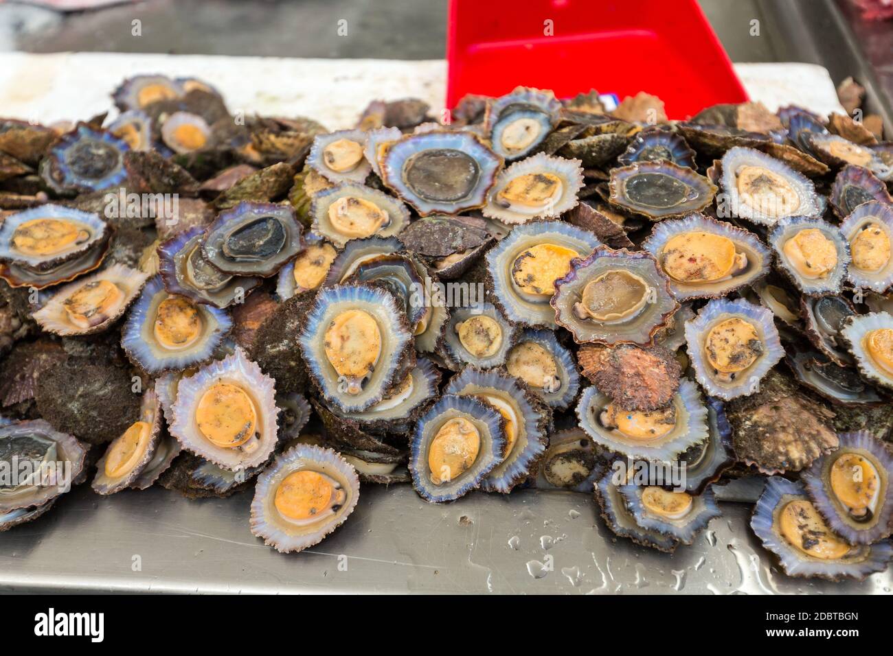 Limpets at Funchal fish market Madeira Portugal Stock Photo - Alamy