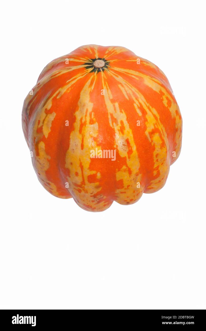 Carnival squash (Cucurbita pepo Carnival). Image of single squash on ...