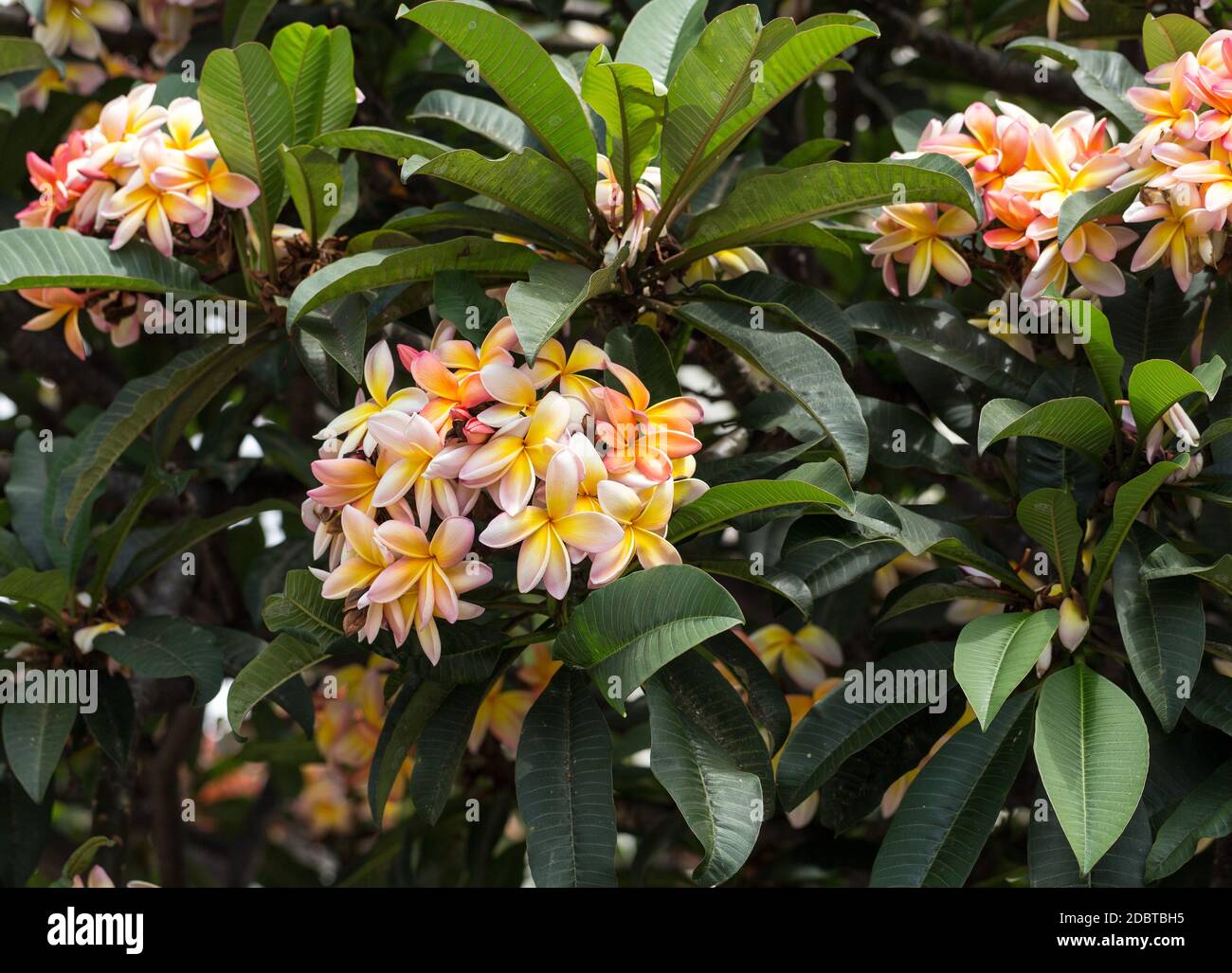 View of the beautiful Plumeria rubra tree in a park Stock Photo - Alamy