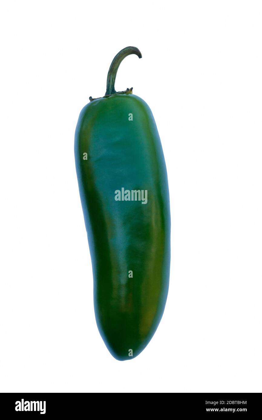 Jalapeno hot (Capsicum annuum Jalapeno). Image of single pepper on ...