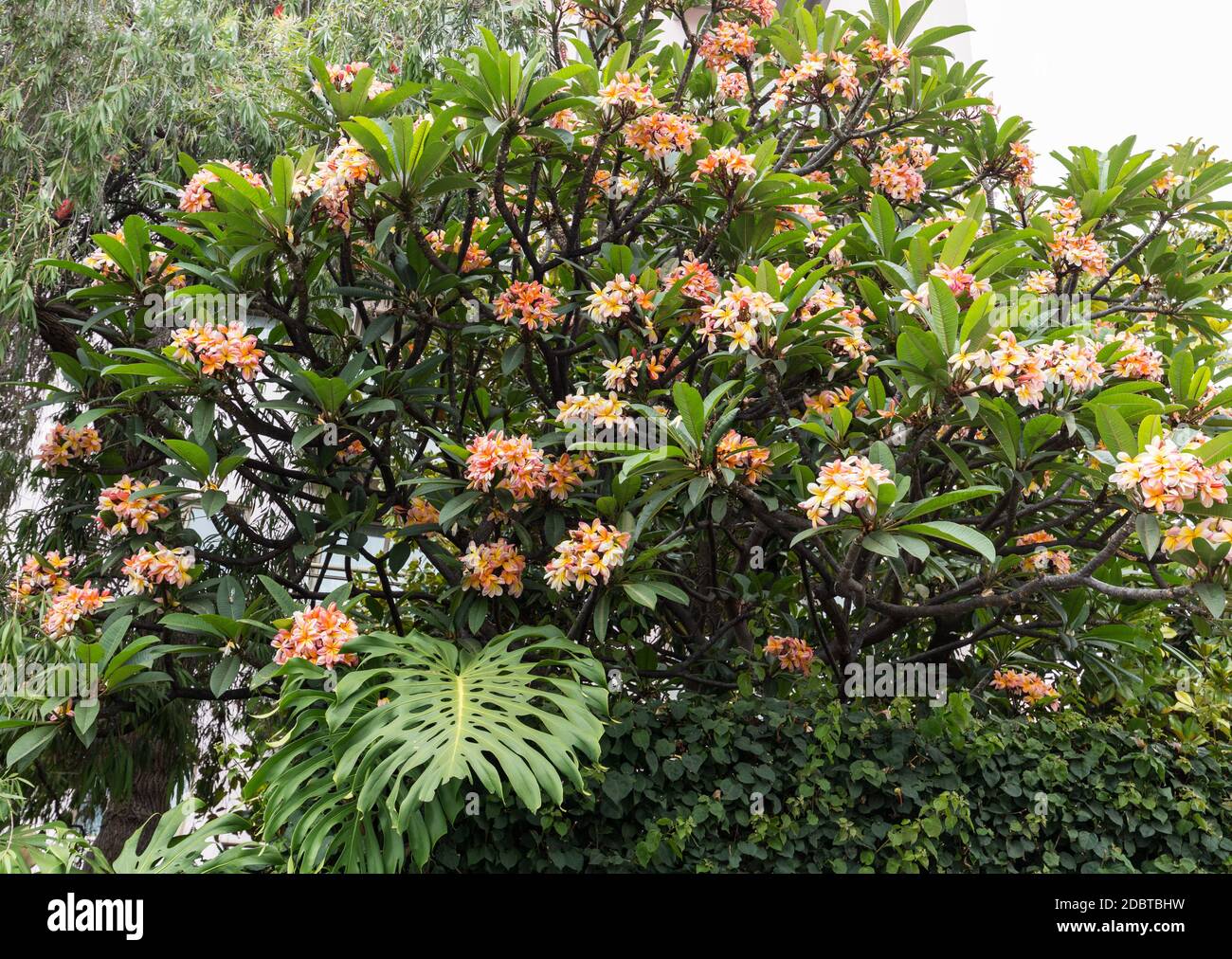 View of the beautiful Plumeria rubra tree in a park Stock Photo - Alamy
