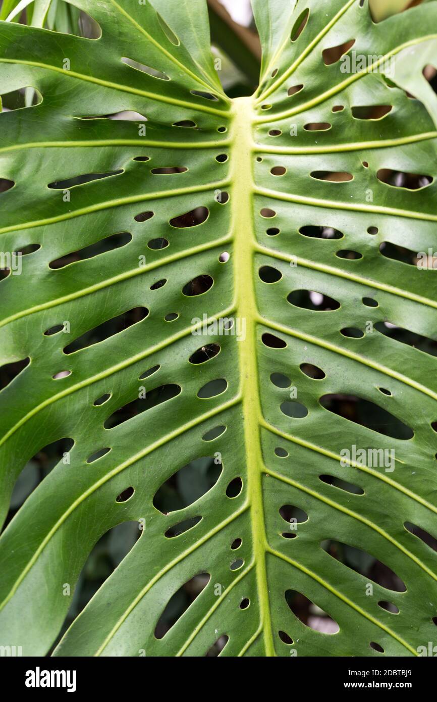A Leaf of the Swiss Cheese Plant, Monstera deliciosa Stock Photo - Alamy