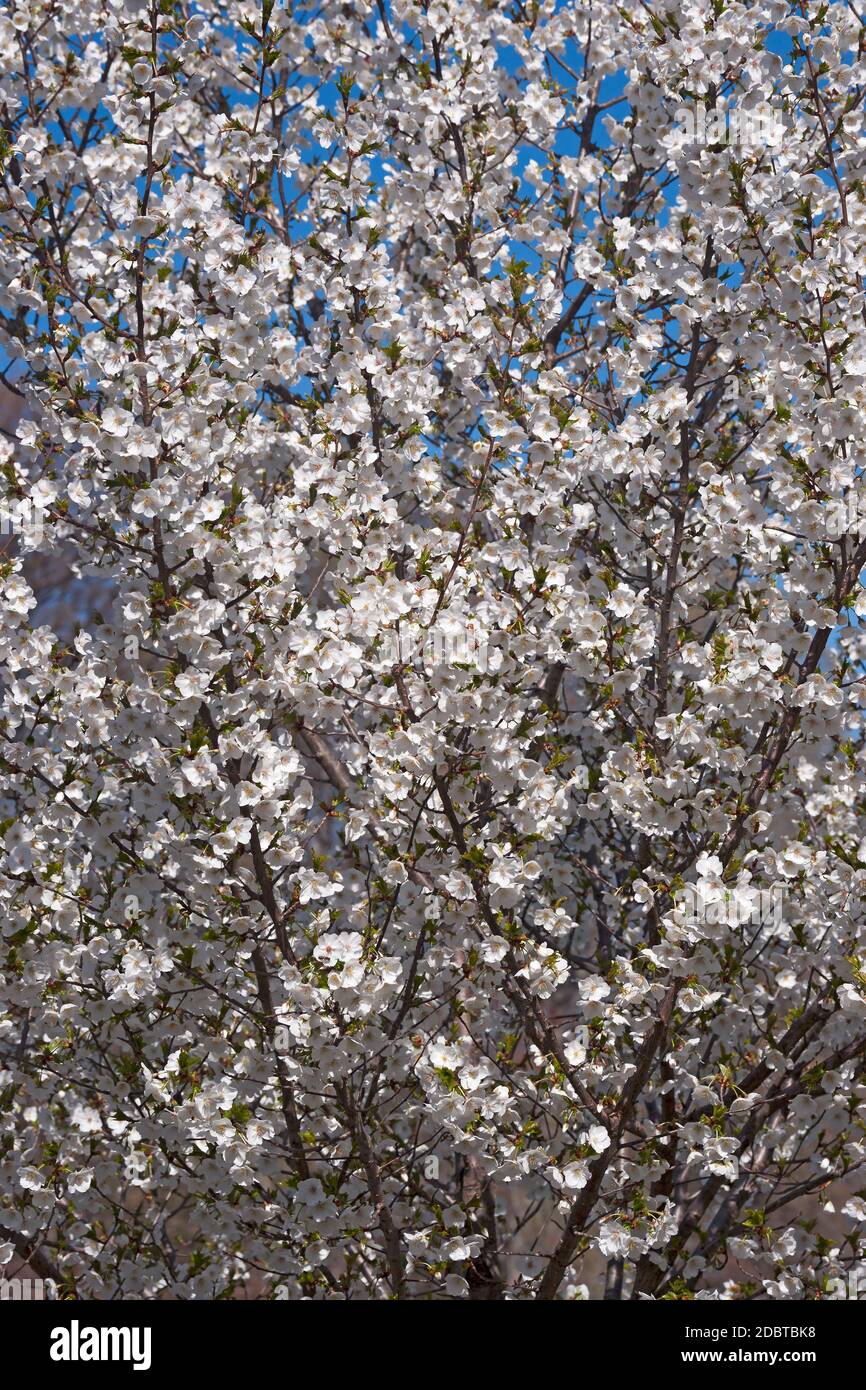 Snow Goose Japanese flowering cherry (Prunus serrulata Snow Goose Stock ...
