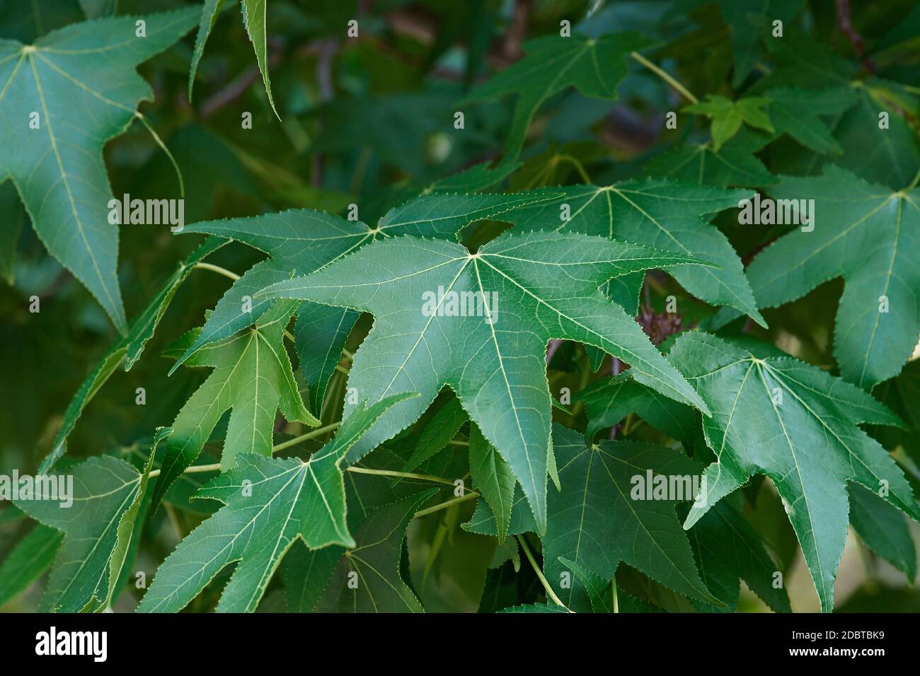 American sweetgum (Liquidambar styraciflua). Called Redgum, Sweet Gum ...