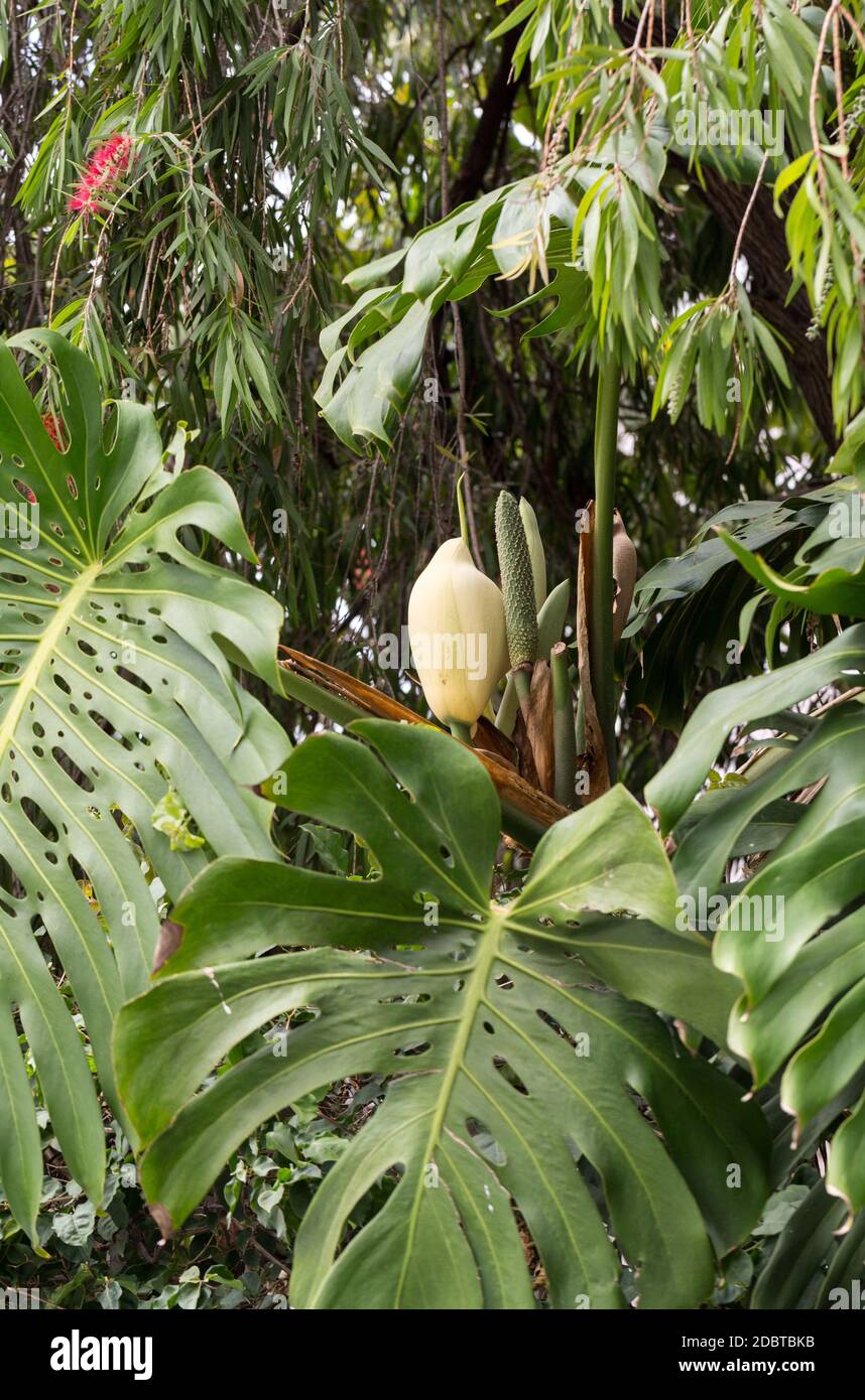 A Leaf of the Swiss Cheese Plant, Monstera deliciosa Stock Photo - Alamy