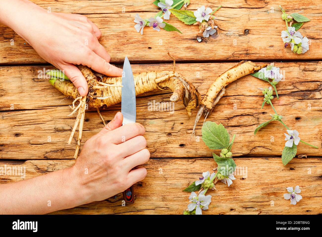 Althaea officinalis root hi-res stock photography and images - Alamy