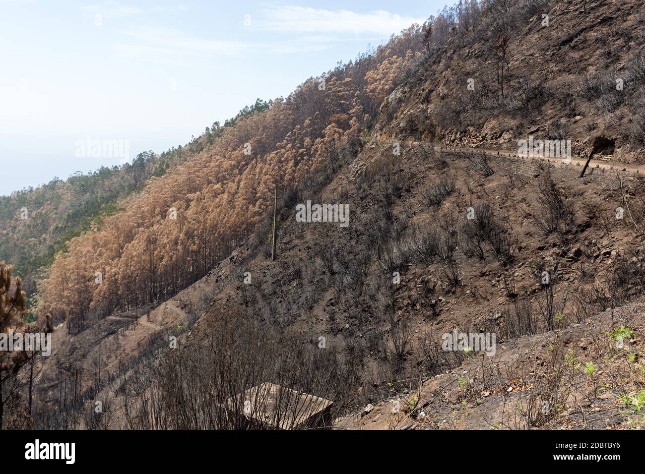 World heritage forests of Madeira terribly destroyed by fires in 2016 ...
