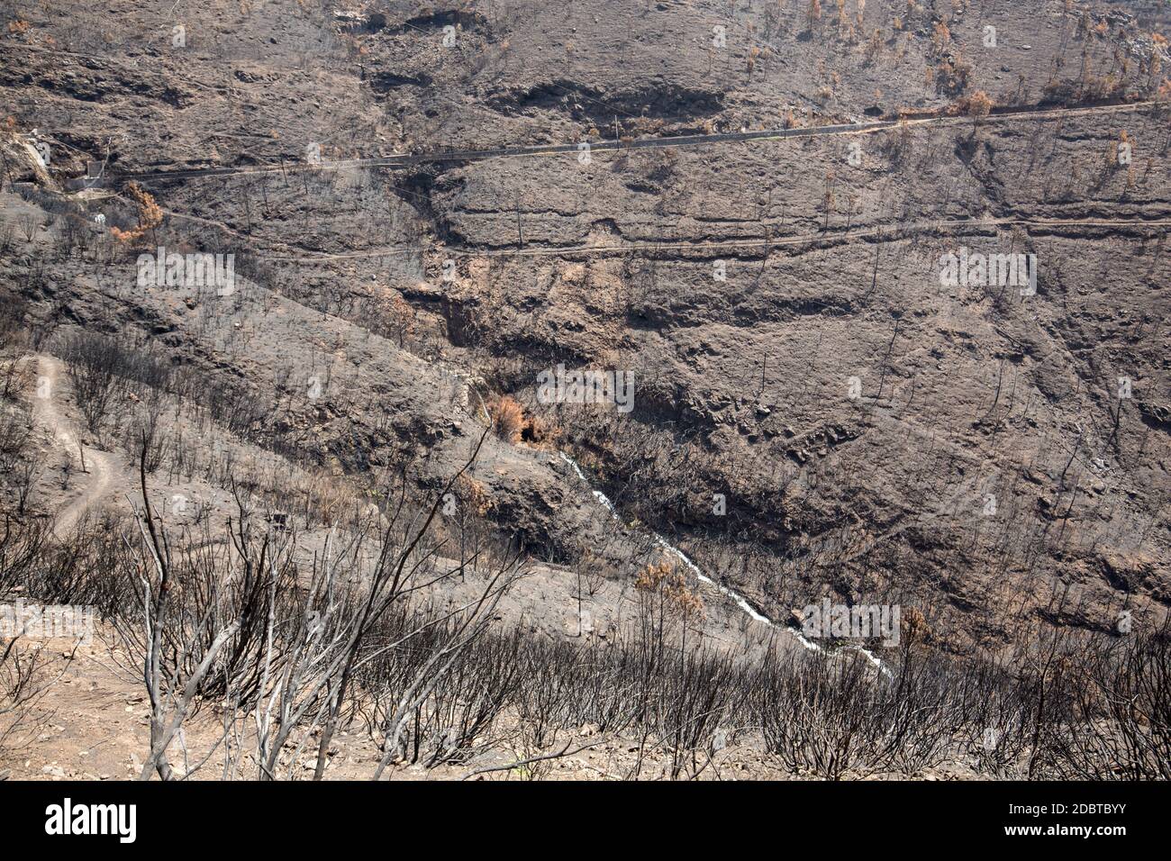 World heritage forests of Madeira terribly destroyed by fires in 2016 ...