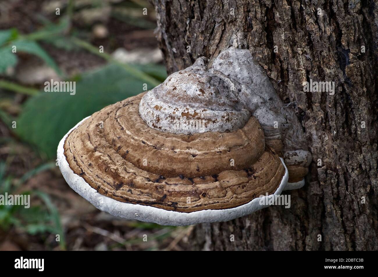 Artist’s conk fungus (Ganoderma applanatum). Called Artist’s bracket ...