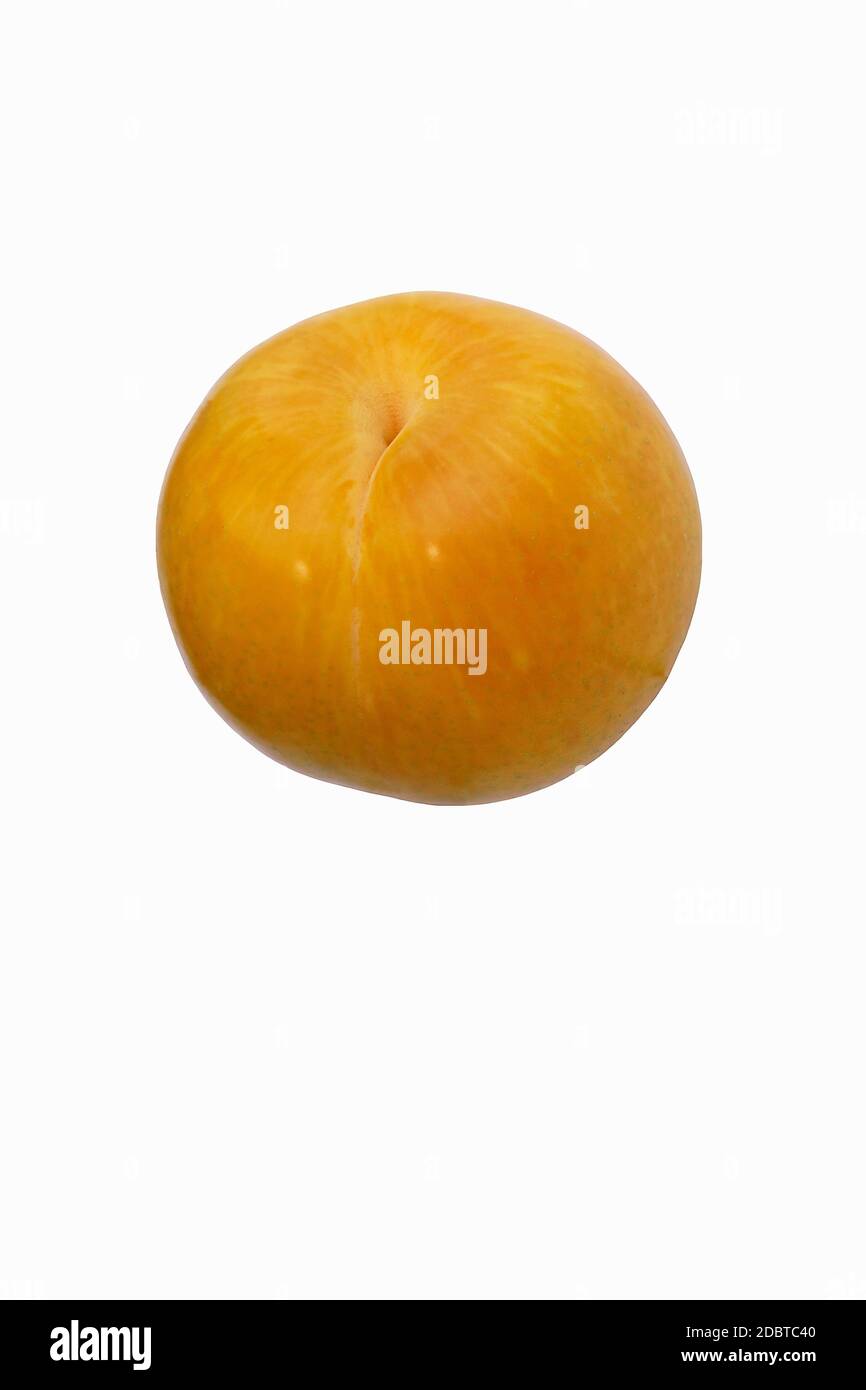 Early Dapple pluot (Prunus x Early Dapple). Called Early Dapple ...