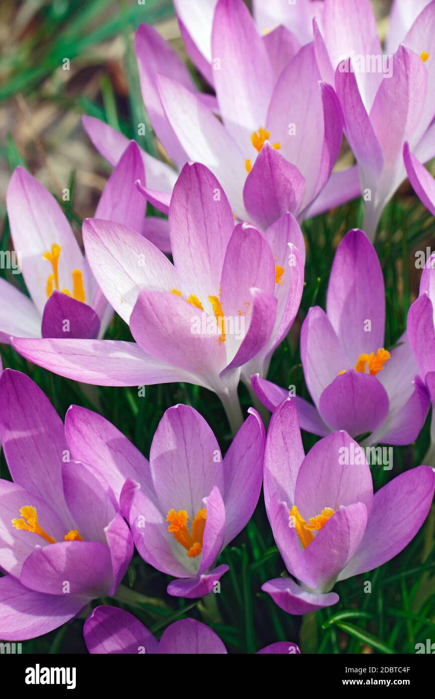 Woodland crocus (Crocus tomassinianus). Called Early crocus, Tommasinis ...