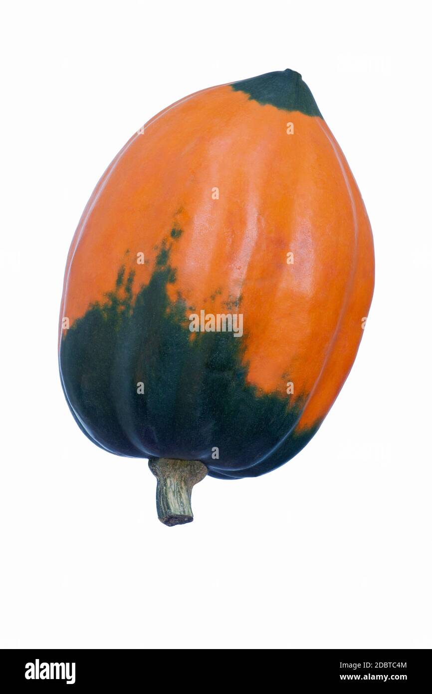 Gold Acorn squash (Cucurbita pepo Gold Acorn). Called Pepper squash and ...