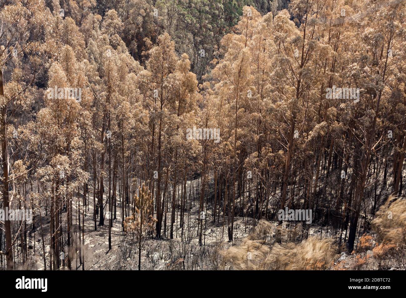 World heritage forests of Madeira terribly destroyed by fires in 2016 ...