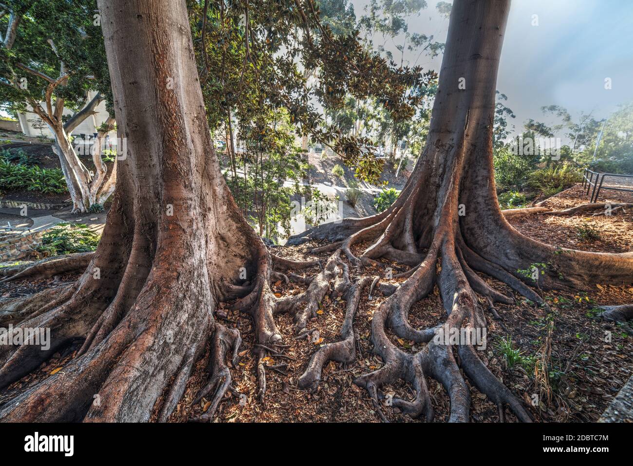 big roots in Balboa park in San Diego, California Stock Photo - Alamy