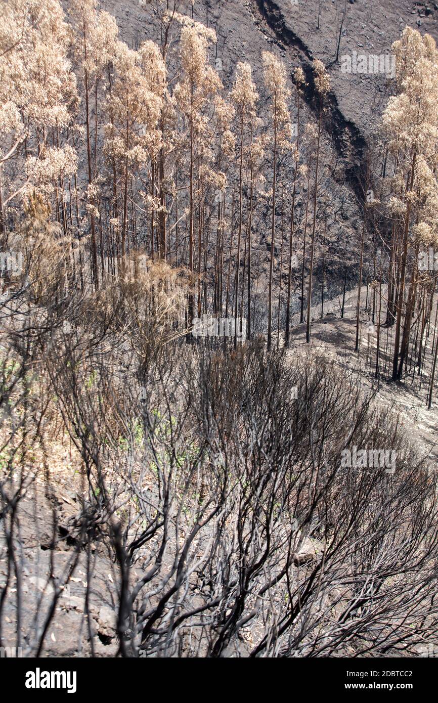 World heritage forests of Madeira terribly destroyed by fires in 2016 ...