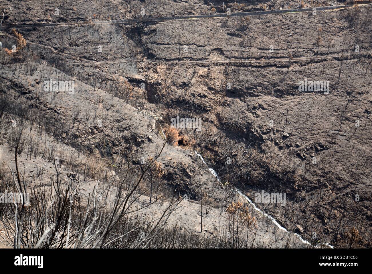 World heritage forests of Madeira terribly destroyed by fires in 2016 ...