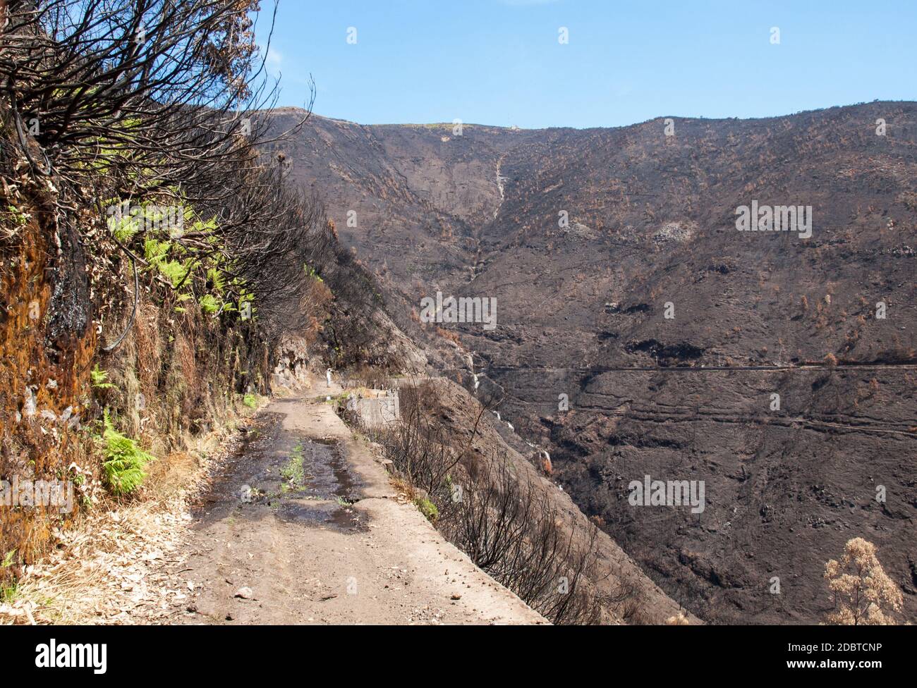 World heritage forests of Madeira terribly destroyed by fires in 2016 ...