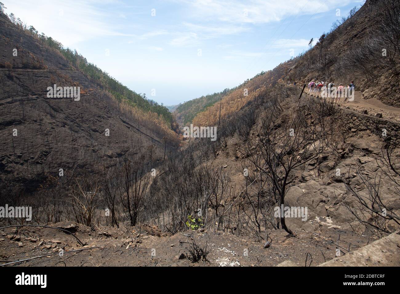 World heritage forests of Madeira terribly destroyed by fires in 2016 ...