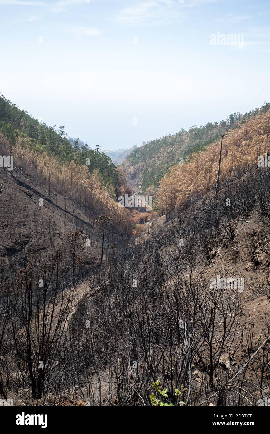 World heritage forests of Madeira terribly destroyed by fires in 2016 ...
