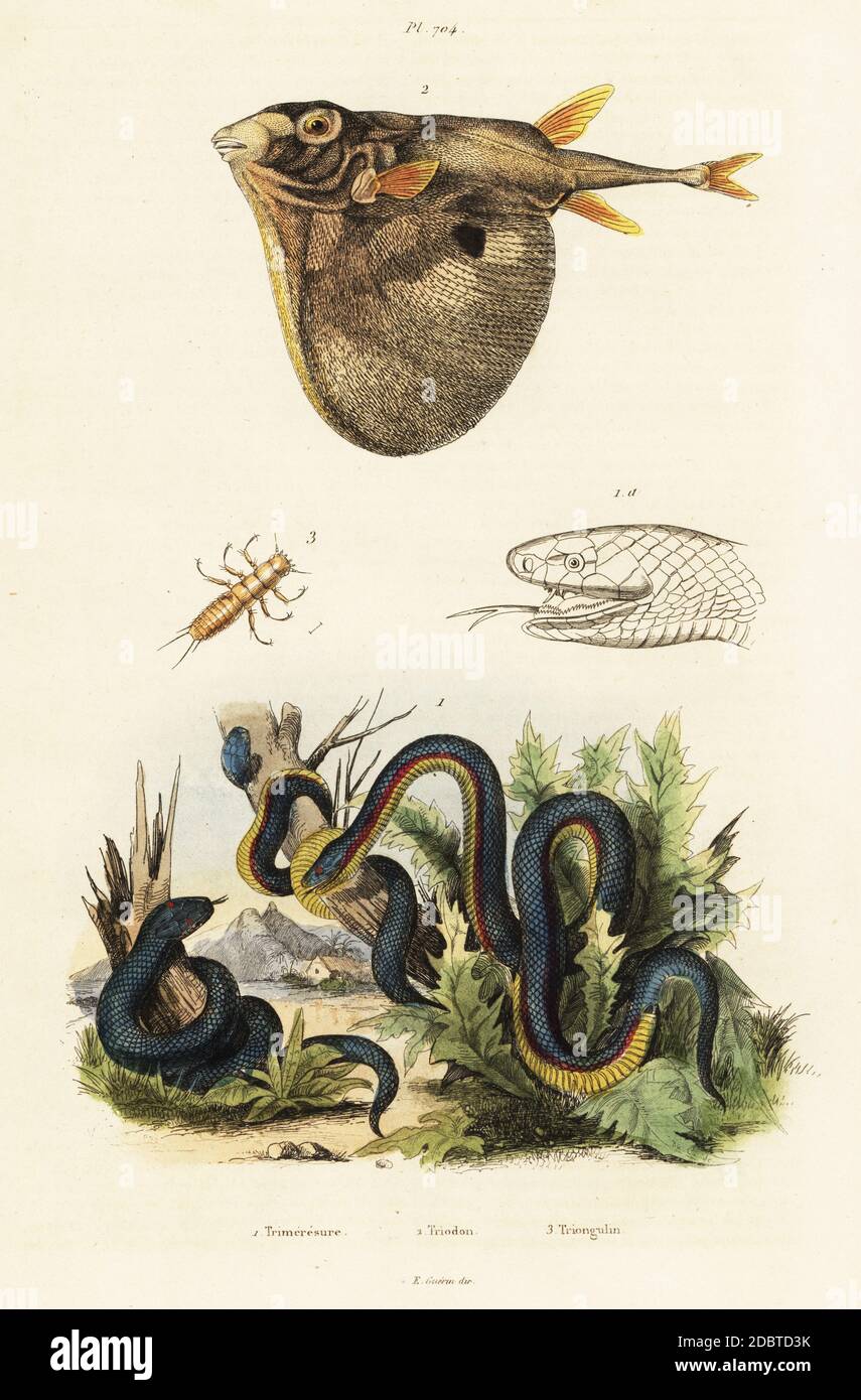 Threetooth puffer hi-res stock photography and images - Alamy